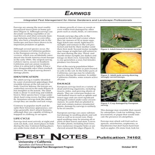 Earwigs Integrated Pest Management | PDF
