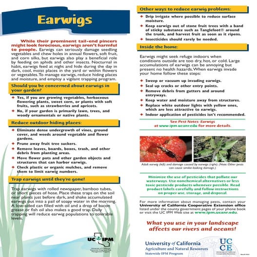 Earwigs Quick Tips Natural Pest Control | PDF