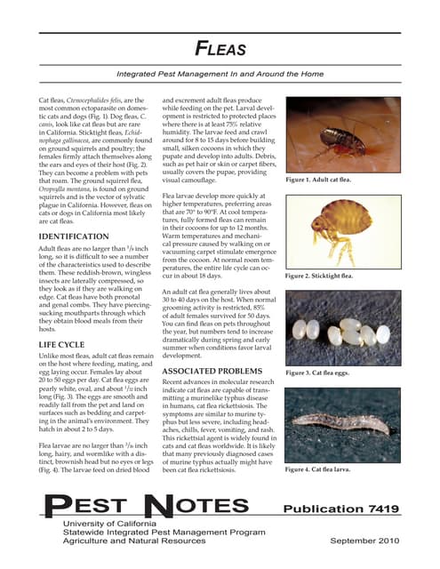 Client Handout - Fleas | DOCX