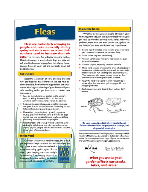 Client Handout - Fleas | DOCX