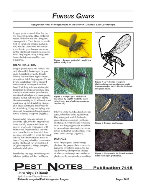 Cuscuta & its management | PPTX