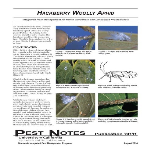 Hackberry Woolly Aphids Integrated Pest Management | PDF