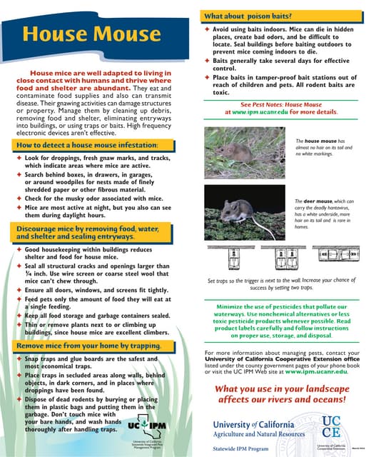 Rats Quick Tips Natural Pest Control | PDF