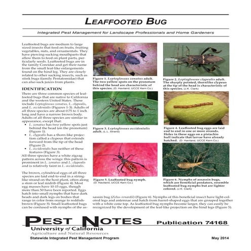 Leaffooted Bug Integrated Pest Management | PDF
