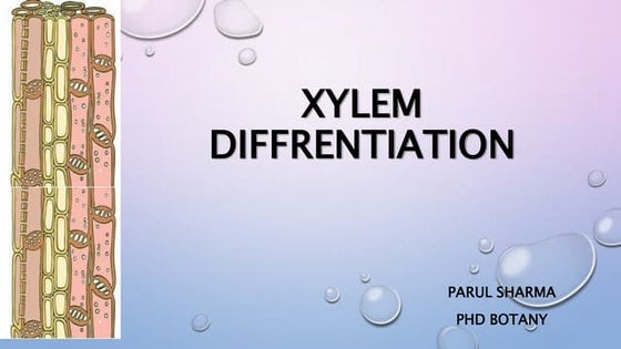 VASCULAR CAMBIUM Repaired plants anatomy | PPTX