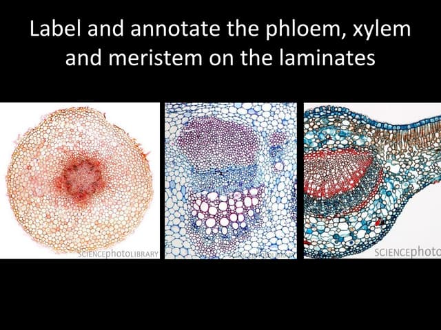 Cell structure and organisation | PPT