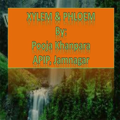 Xylem and phloem lesson 2 | PPT