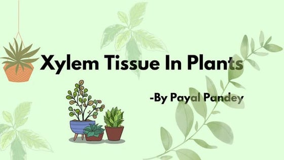 class 9th complex tissue xylem in detail | PPTX | Gardening | Home & Garden
