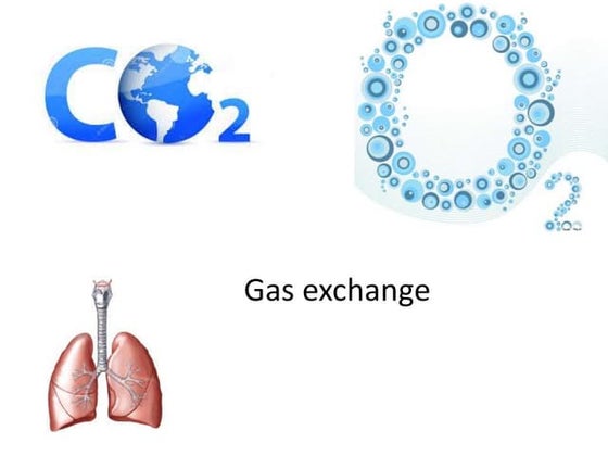 Gas exchange | PPT