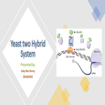 YEAST TWO HYBRID SYSTEM | PPTX