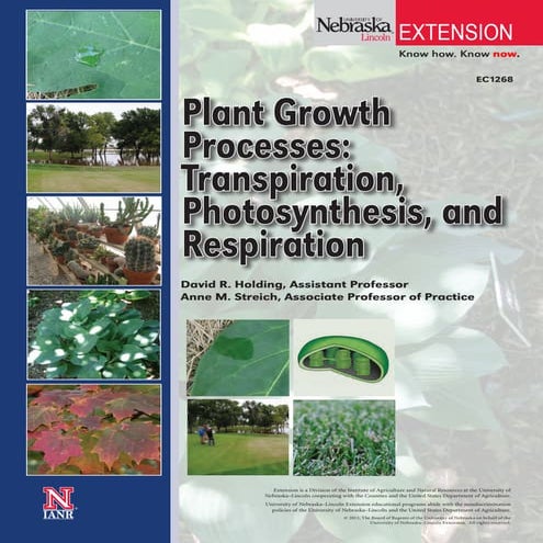 Plant growth processes | PDF
