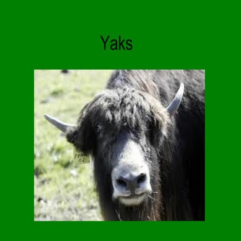 Yaks | PPT | Large Animals | Pets