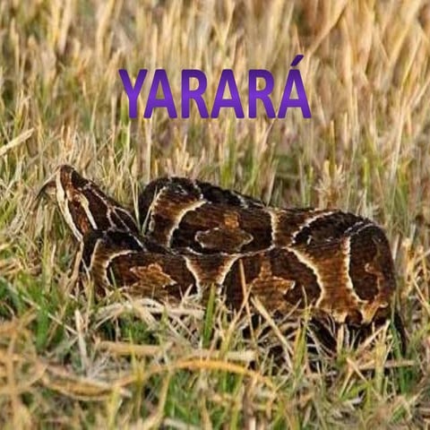 Yarará | PPTX