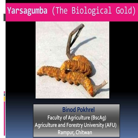 Yarsagumba (the biological gold) | PPTX