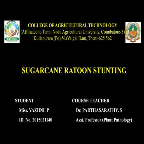 Sugarcane Ratoon Stunting Disease | PPTX