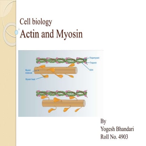 Actin and myosin YB | PPTX
