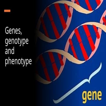 Year 10 Genes genotype and phenotype.pptx