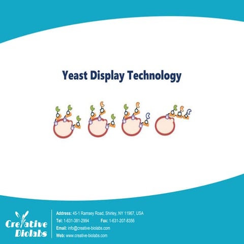 Yeast Display Technology - Creative Biolabs | PPTX