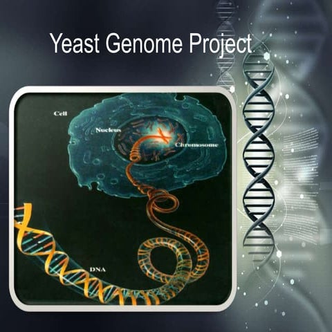 Yeast genome project | PPTX