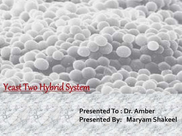 YEAST TWO HYBRID SYSTEM | PPTX