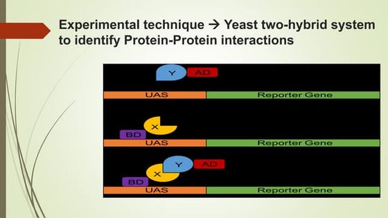 YEAST TWO HYBRID SYSTEM | PPTX