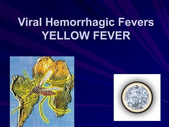 Yellow fever | PPT
