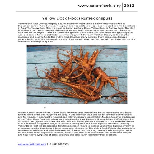 Yellow dock root | PDF