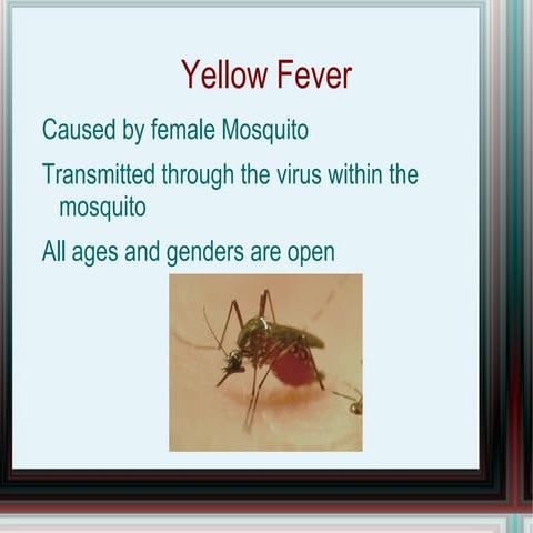 Yellow fever slide | ODP