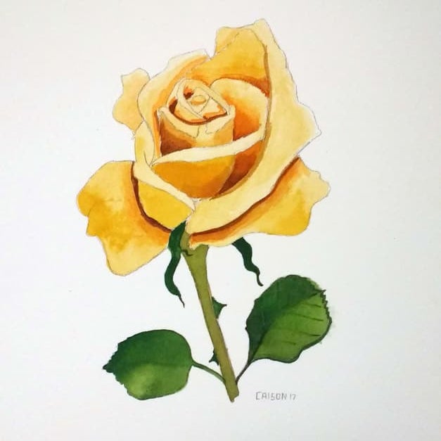 Yellow Rose Watercolor Illustration | PDF