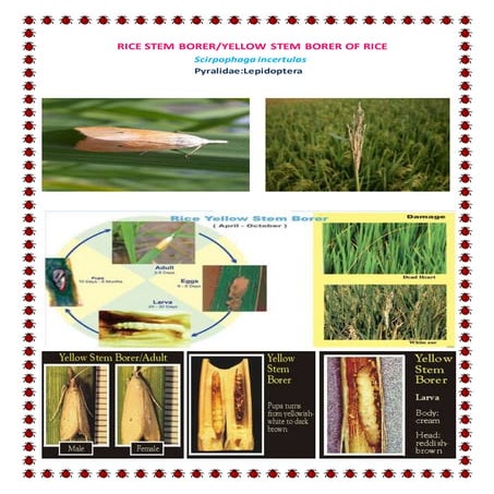 Rice Yellow stem borer | PDF