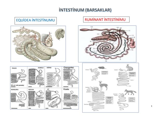 Equidea Sinus Paranasales | DOCX