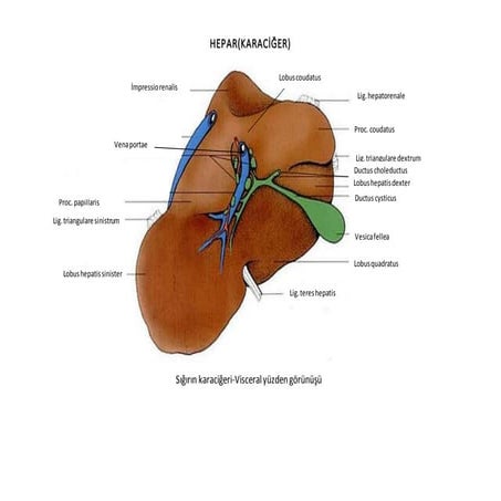 Veteriner Hepar anatomi | DOCX