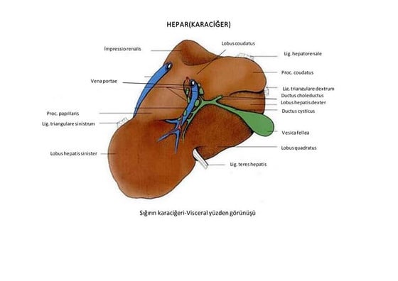 Equidea Sinus Paranasales | DOCX