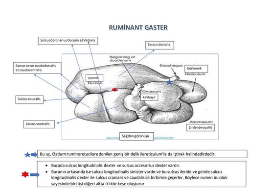 Equidea Sinus Paranasales | DOCX