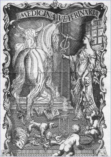 Equidea Sinus Paranasales | DOCX