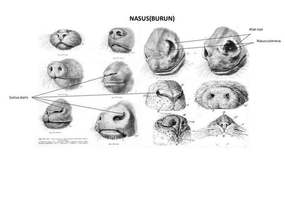 Equidea Sinus Paranasales | DOCX