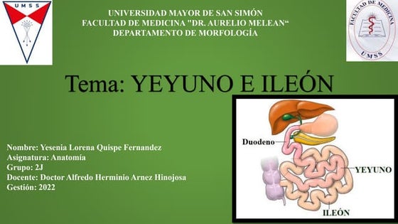 YEYUNO E ILEON, ANATOMIA, RELACIONES, IRRIGACION, INERVACION. | PPTX