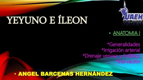 YEYUNO E ILEON, ANATOMIA, RELACIONES, IRRIGACION, INERVACION. | PPTX