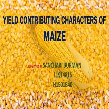 Yield contributing character of maize | PPTX