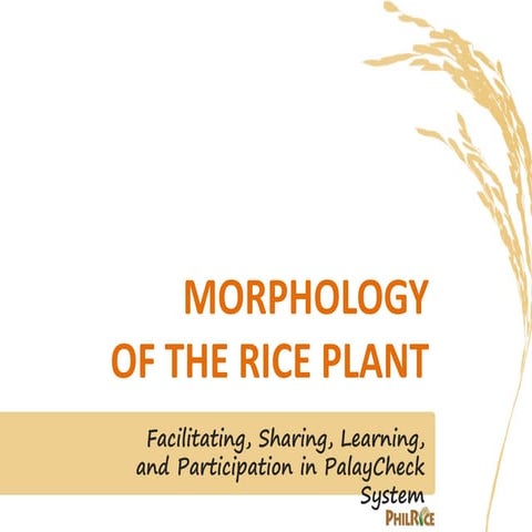 1. -Morphology-of-the-rice-plant-PPT.pdf | Gardening | Home & Garden