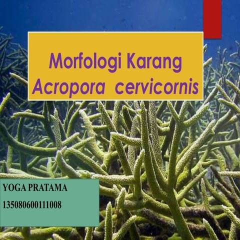 Acropora cervicornis | PPTX