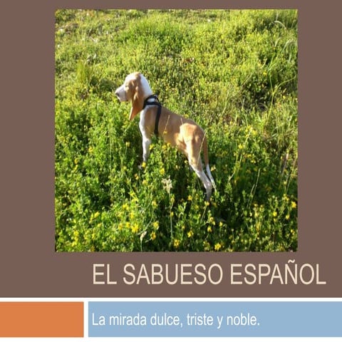 El sabueso español | PPTX