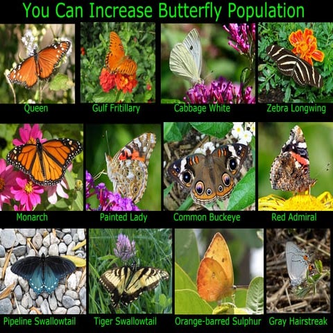 Monarch Conservation-Increase Population | PPT