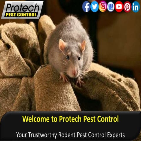 Protech Pest Control - Your Trustworthy Rodent Pest Control Experts | PPTX