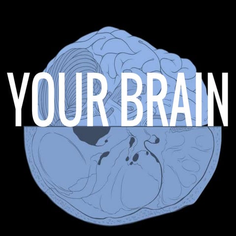 Your Brain on Number Sense | PPTX