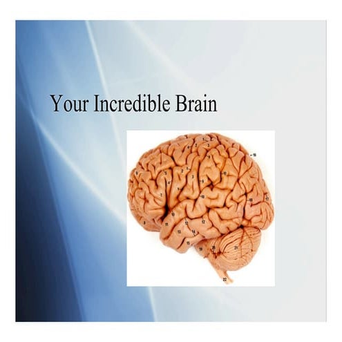 Your Incredible Brain: Part One | PDF