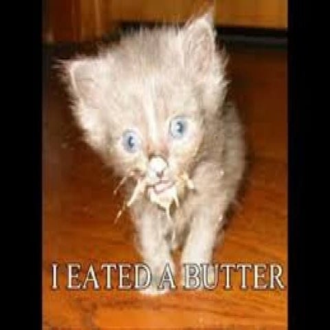 Youtube best cat videos | PPT