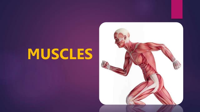 Muscle fibre types | PPT