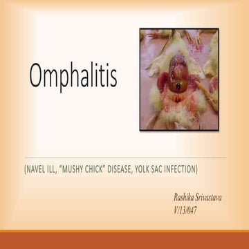 Omphalitis in Poultry - Inflammation of Yolk Sac | PPTX | Infectious ...