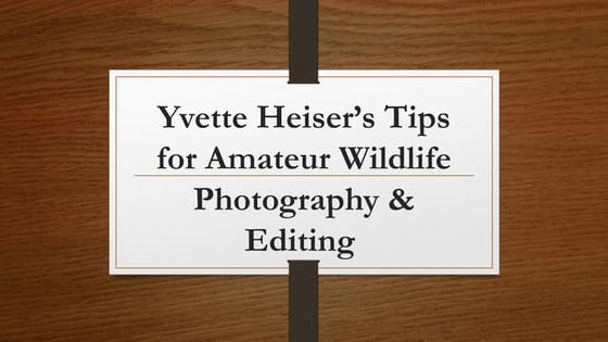 Faded Photo to Frame-Worthy Shot: Yvette Heiser Transforming Wildlife ...
